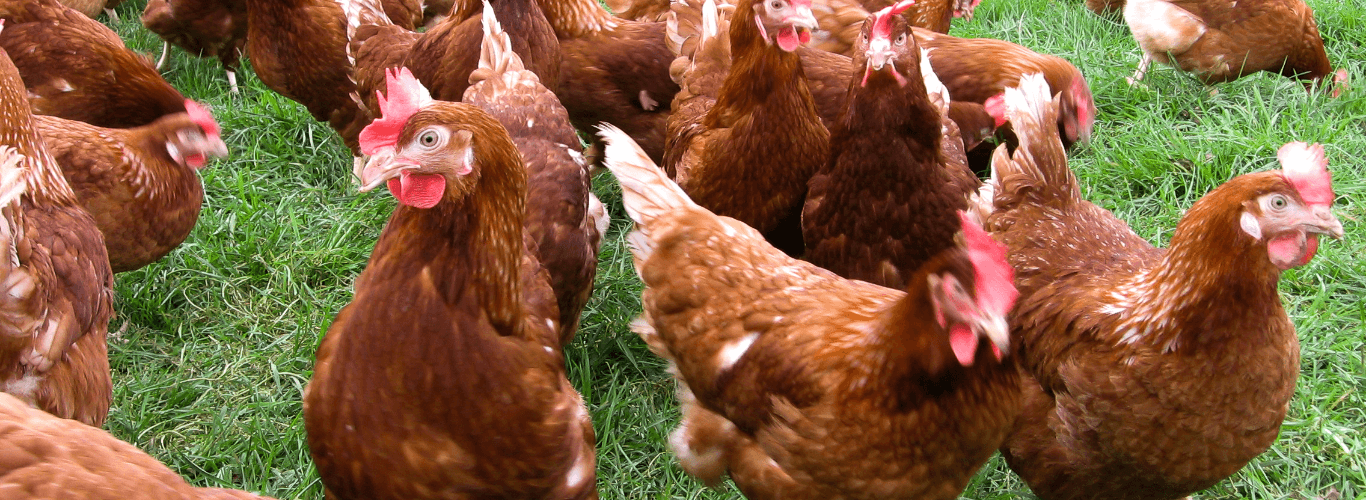 Cocotine : produits élaborés d'œufs frais et surgelés pour ...