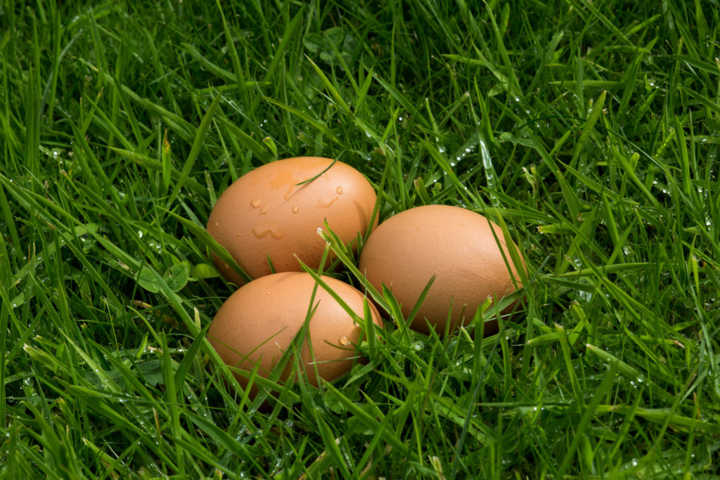 Soaring demand for alternative eggs. - Cocotine